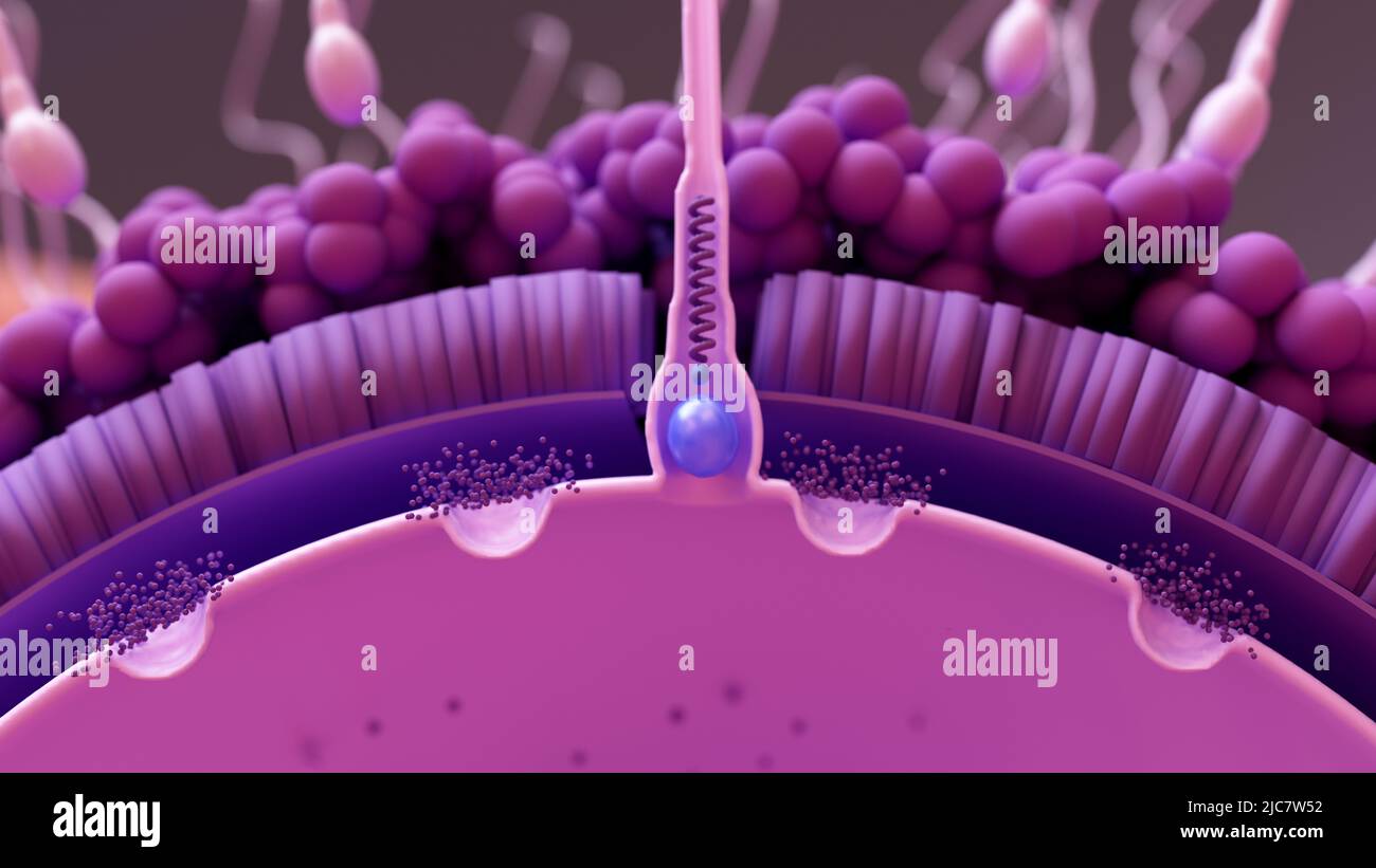 Sperm cell fertilising an egg cell, illustration Stock Photo - Alamy