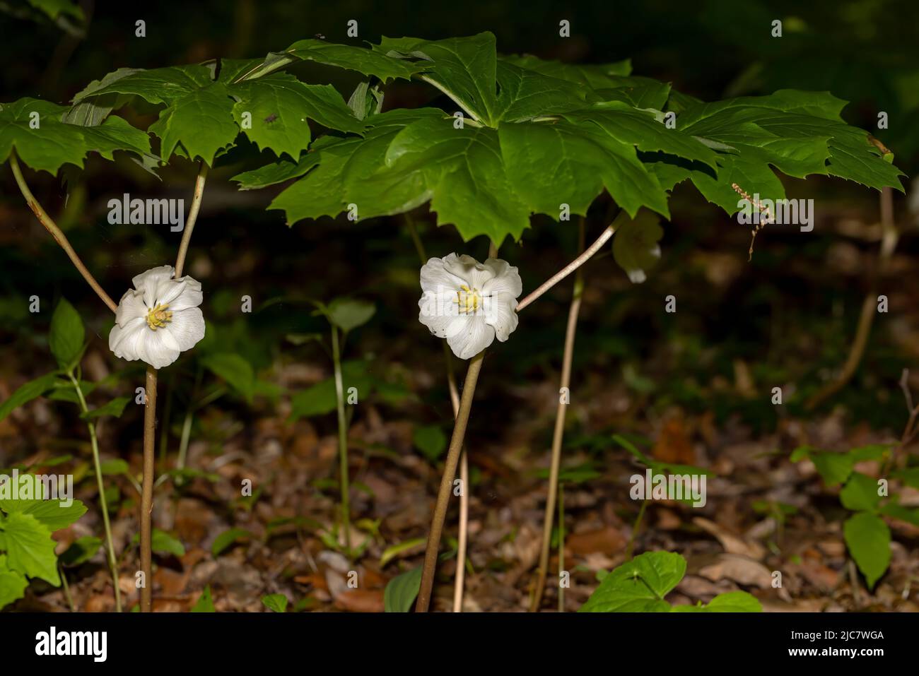 Bloom Mayapple (Podophyllum peltatum) The native plants that grow in ...