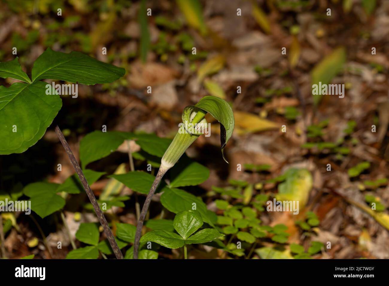 Jack in the Pulpit (Arisaema triphyllum). Native hardy northern plant ...