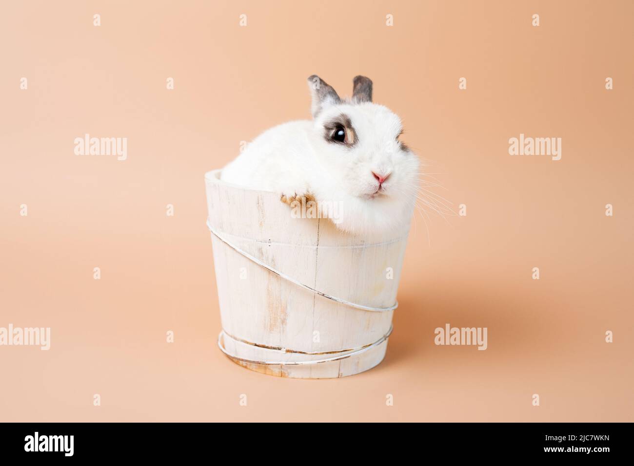 Bunny on a studio cream backdrop, white fluffy bunny. Domesticated pet ...