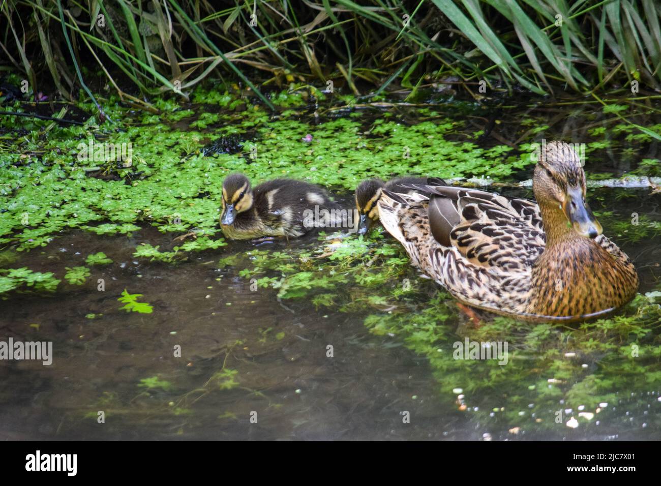 Ducklings relaxing on grass hi-res stock photography and images - Alamy