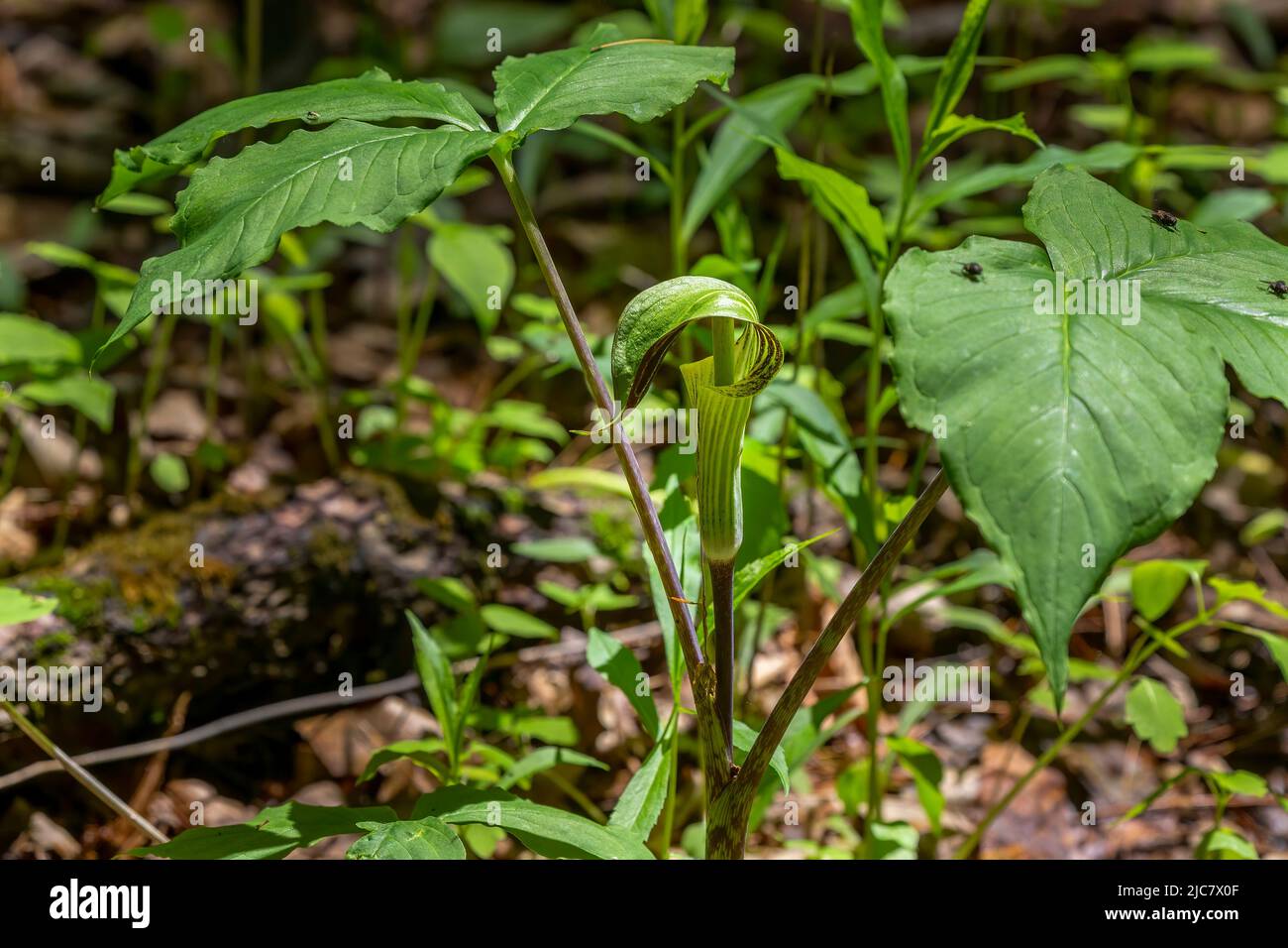 Jack in the Pulpit (Arisaema triphyllum). Native hardy northern plant ...