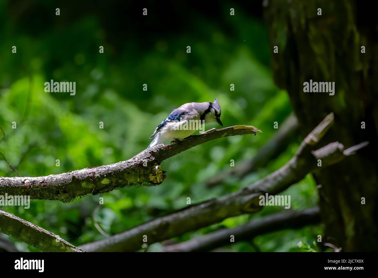 Blue jay (Cyanocitta cristata) in the city park in Wisconsin Stock ...