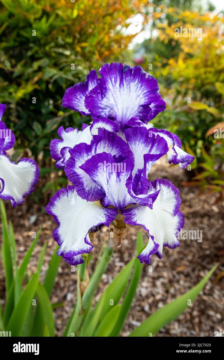 White and Lavender Blooming Bearded Iris Stock Photo - Alamy