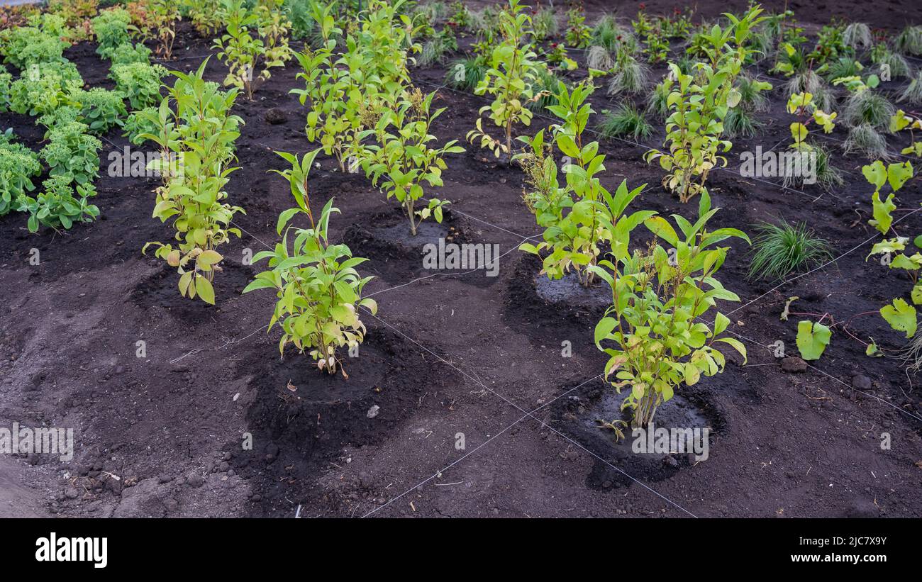 Landscaping. A lined plot of land for planting ornamental plants Stock ...