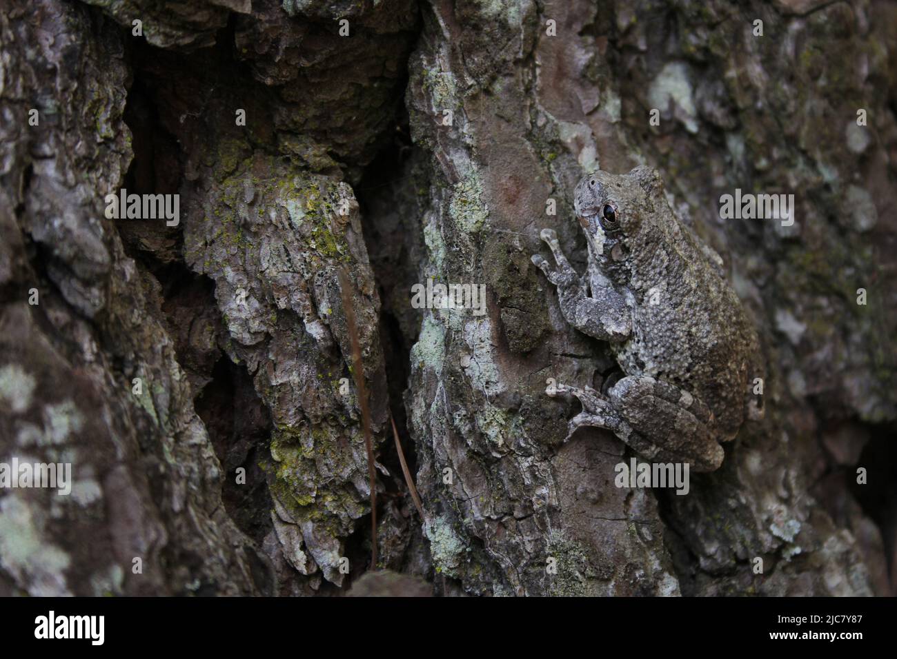 Gray Tree Frog Hyla chrysoscelis on pine tree in East Texas Stock Photo ...