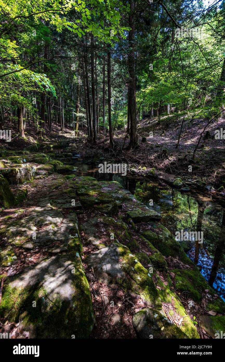 Mossy stream in forest hi-res stock photography and images - Alamy