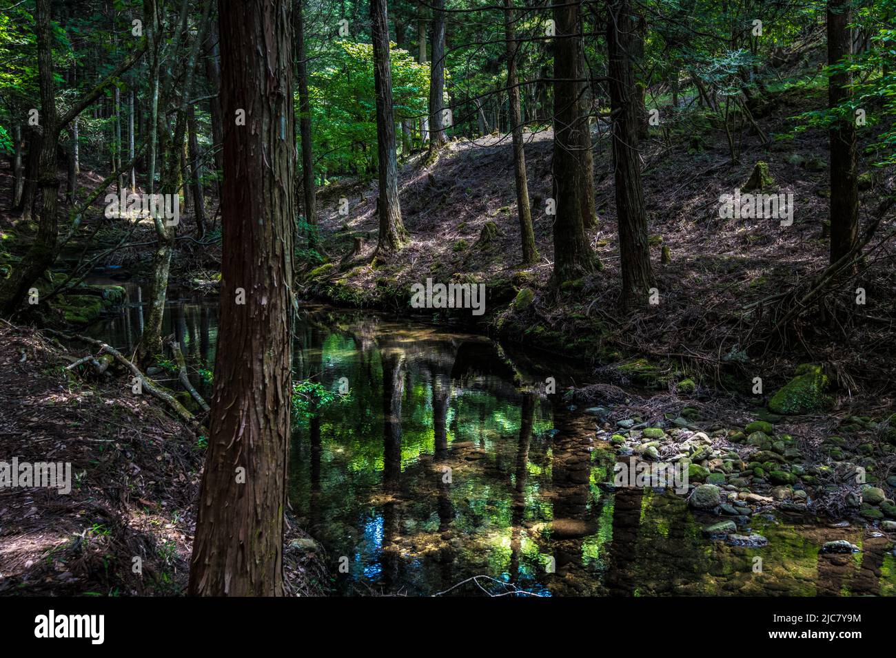 Trees silhouette that reflects on a calm water surface of a mountain ...