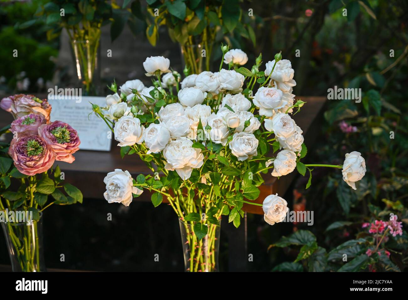 White Rose Flowers blooming in Garden Stock Photo - Alamy
