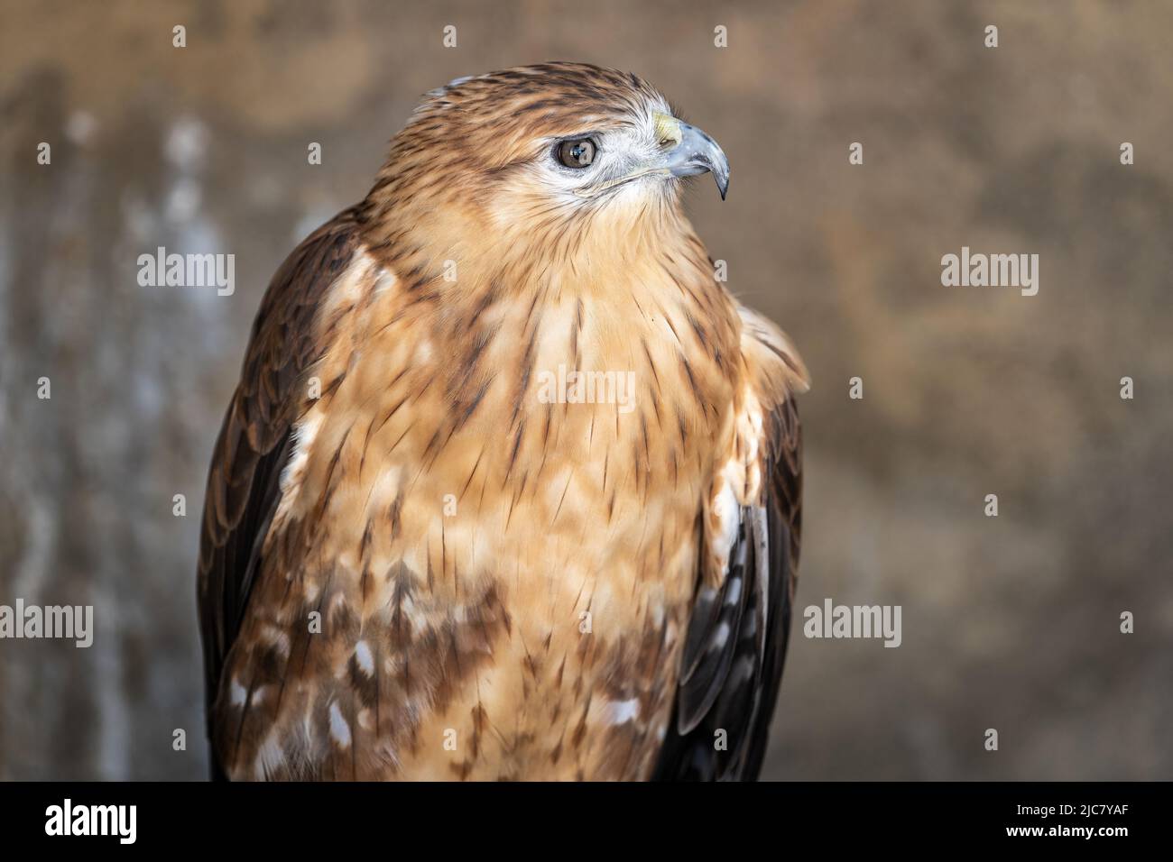 Close-up portrait of a long-legged buzzard, highlighting its sharp eye ...