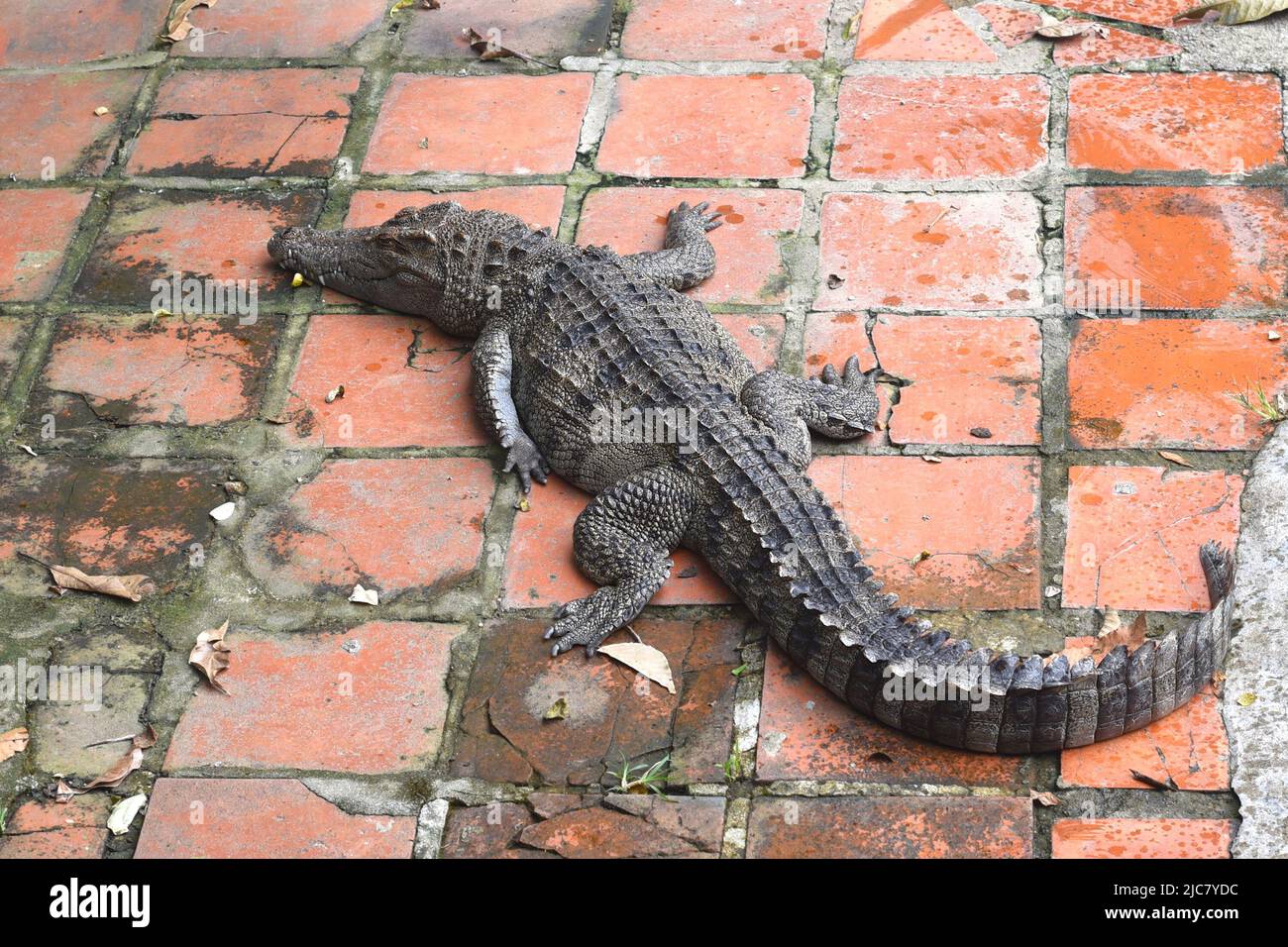 Full body crocodile hi-res stock photography and images - Alamy