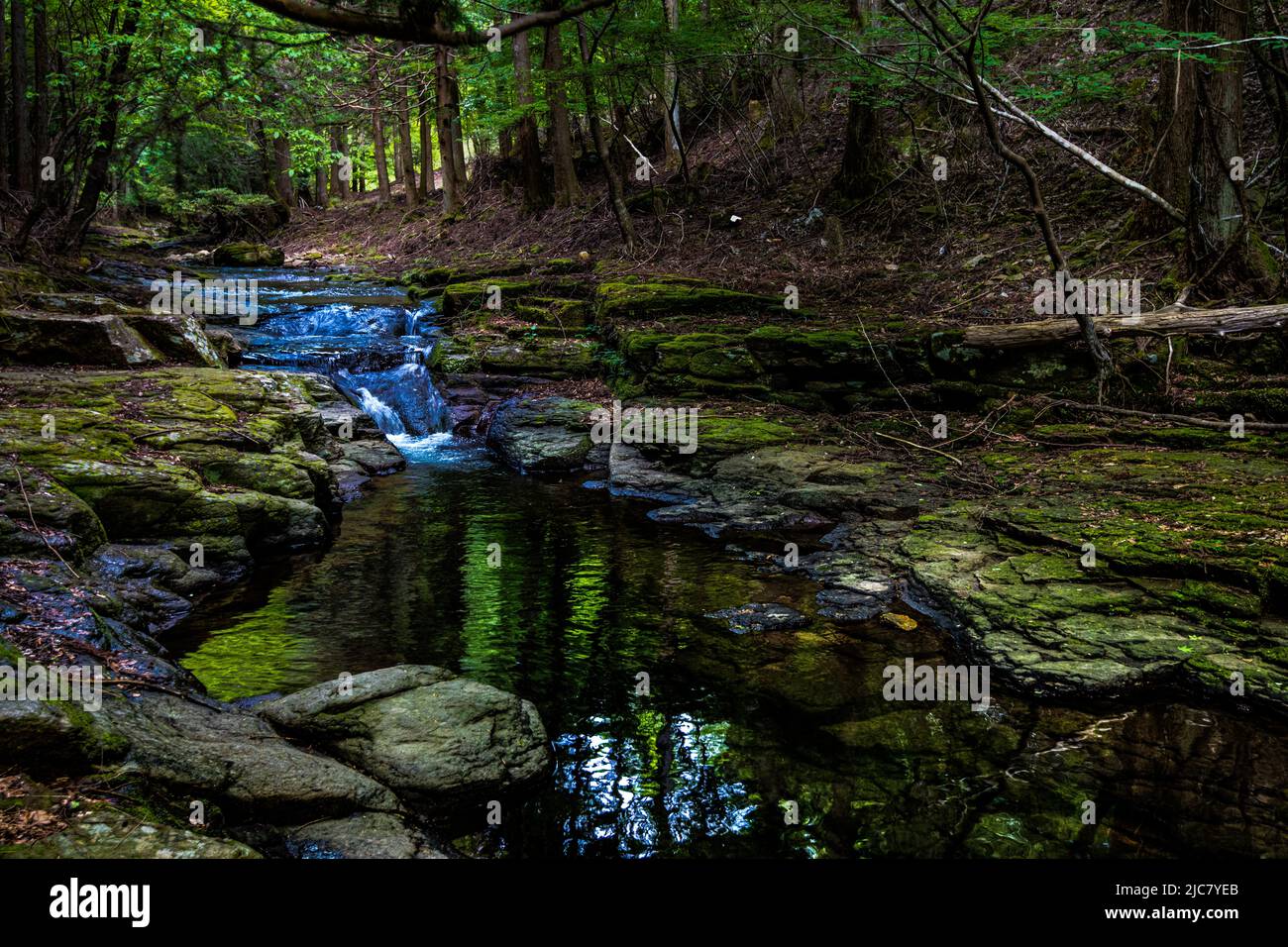 Trees silhouette that reflects on a calm water surface of a mountain ...