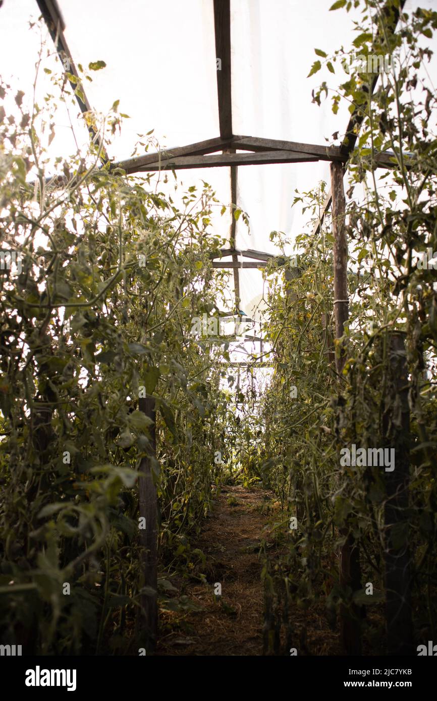 Greenhouse with green tomatoes in village. Countryside lifestyle Stock ...