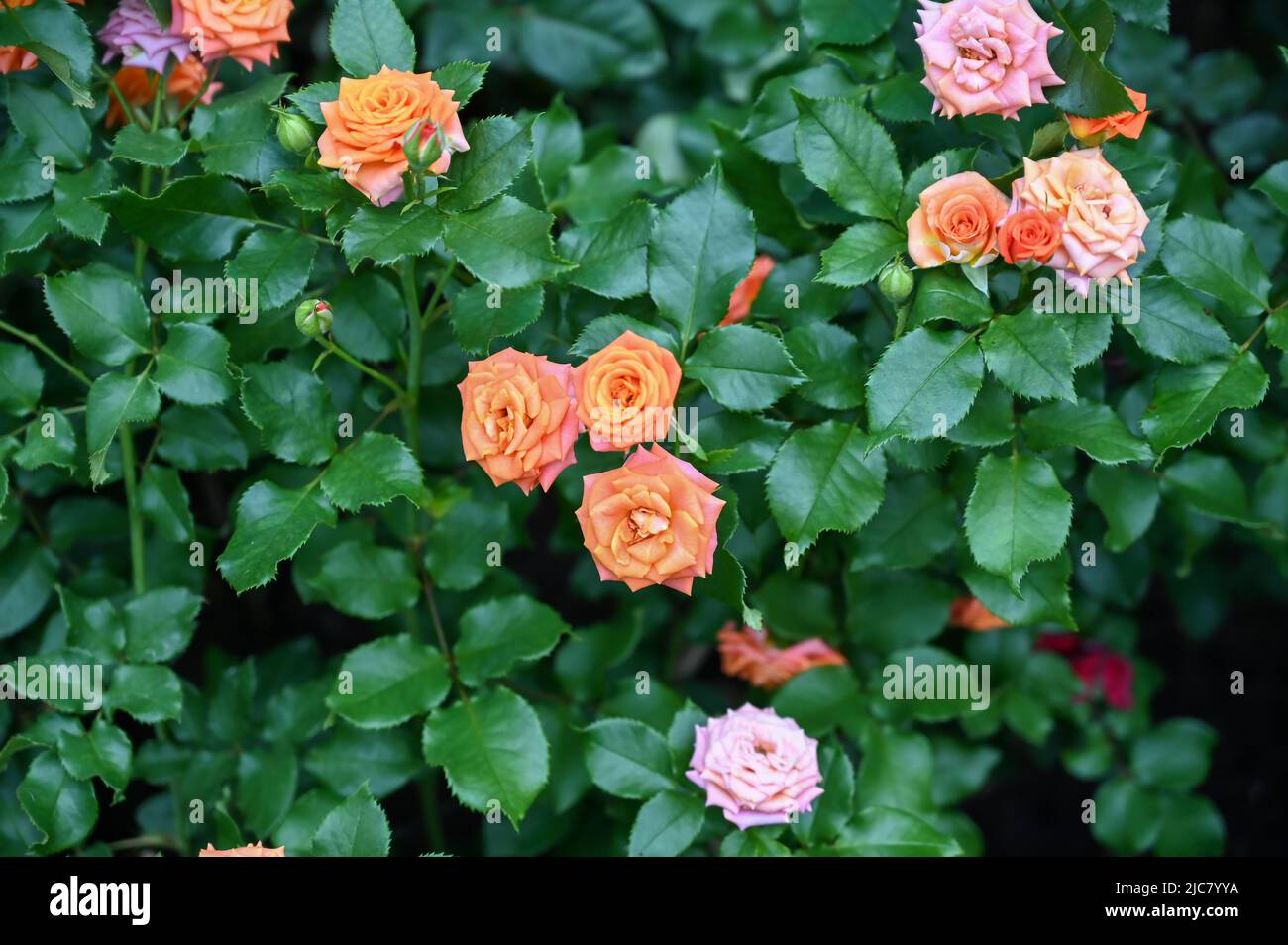 Rose roses flowers color colour hi-res stock photography and images - Alamy