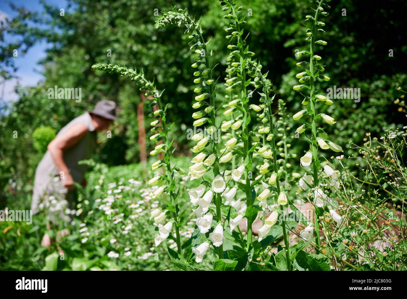 Mv gardens hi-res stock photography and images - Alamy