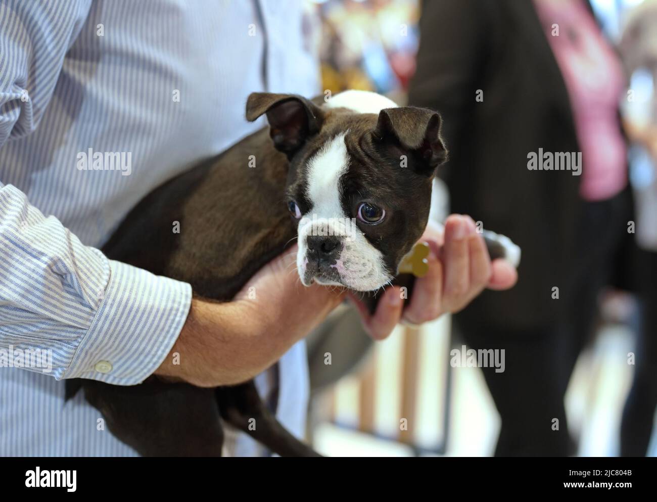 Cute Boston terrier puppy, hold by her owner Stock Photo - Alamy