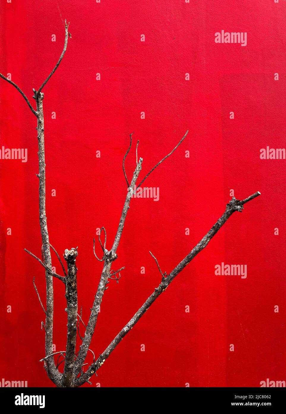Branches of dead tree grows in front of the red wall, died tree with ...