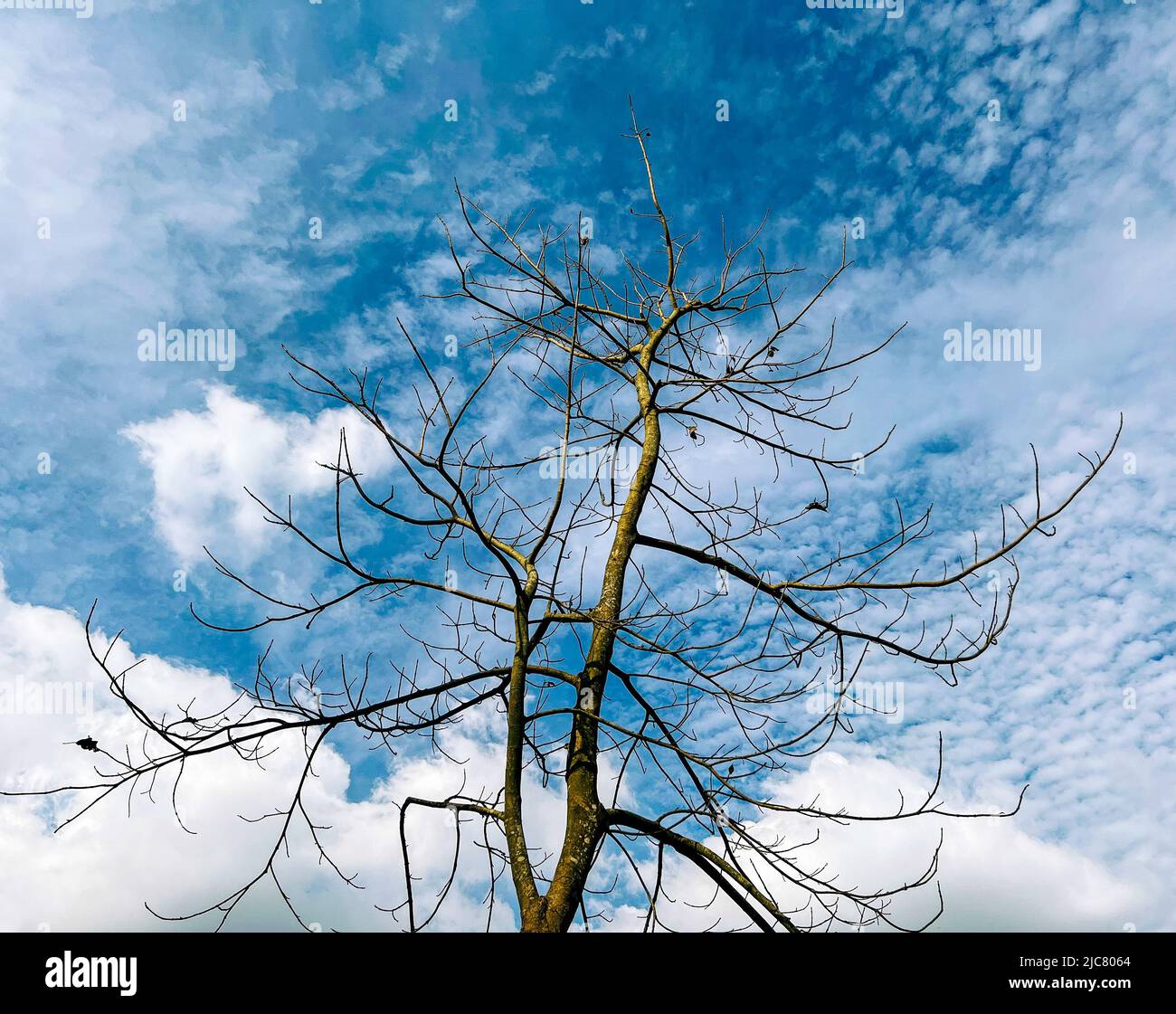 Dead tree raised up in the forest with the blue sky background, died ...