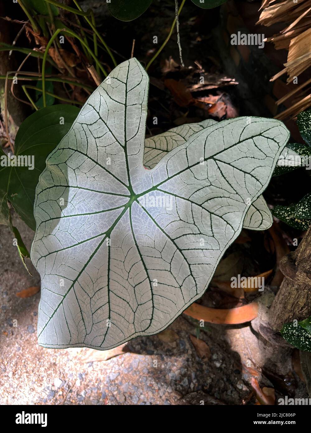 Caladium plant in pot hi-res stock photography and images - Alamy