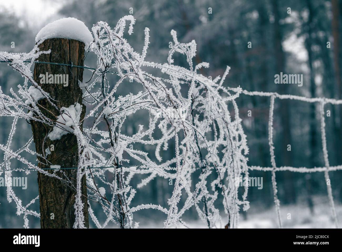 wood post with frosty steel fence and an intertwined plant growing in ...