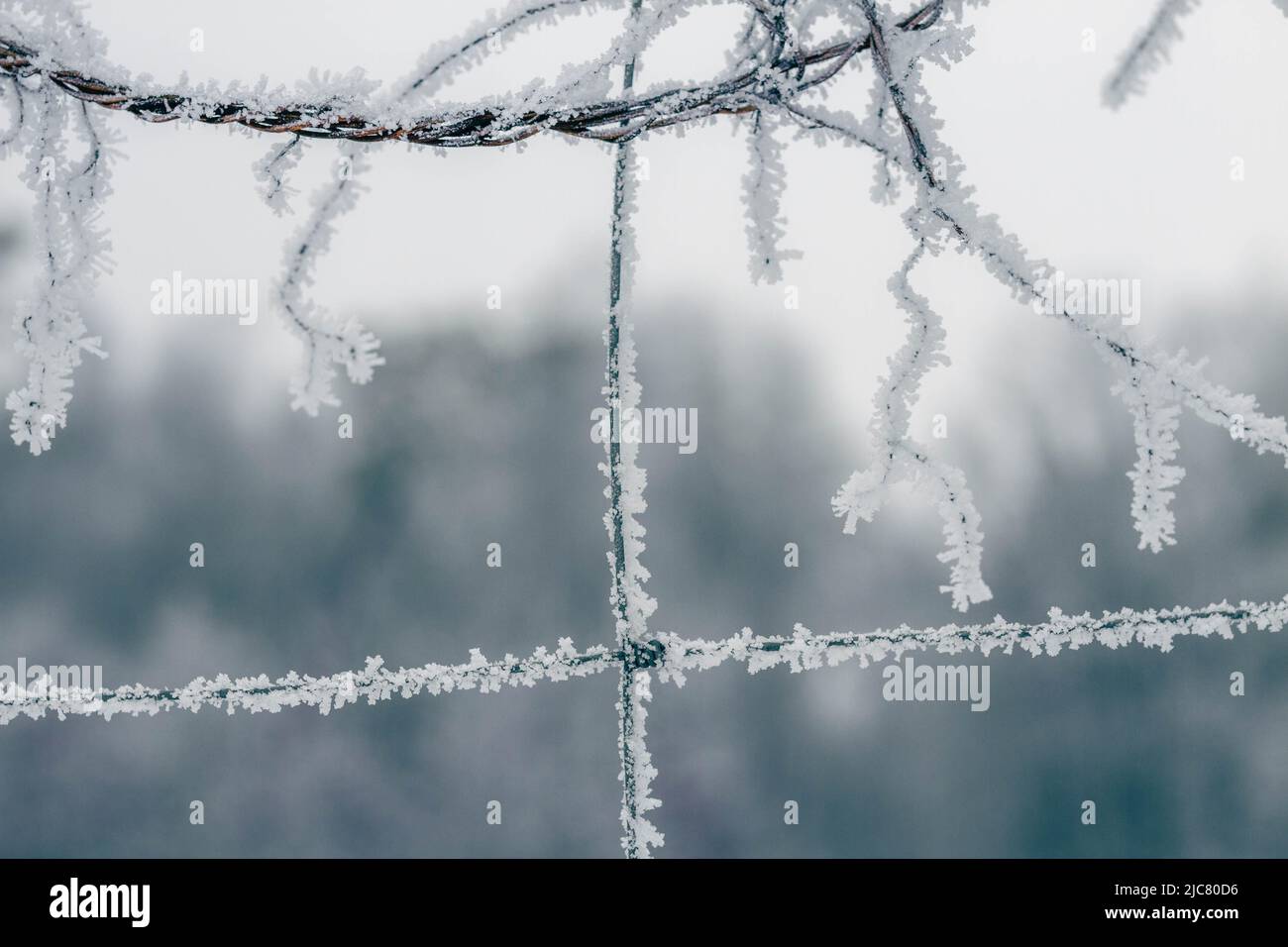 frost frozen steel fence with intertwined plant Stock Photo - Alamy