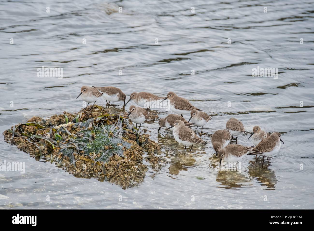 Flock feeding hi-res stock photography and images - Alamy