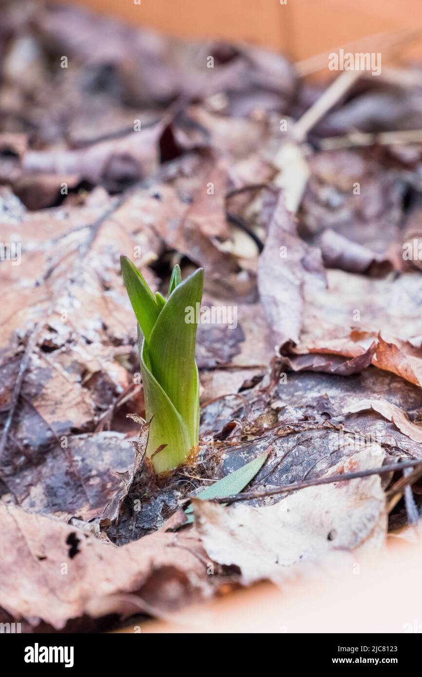 New plant life Stock Photo - Alamy