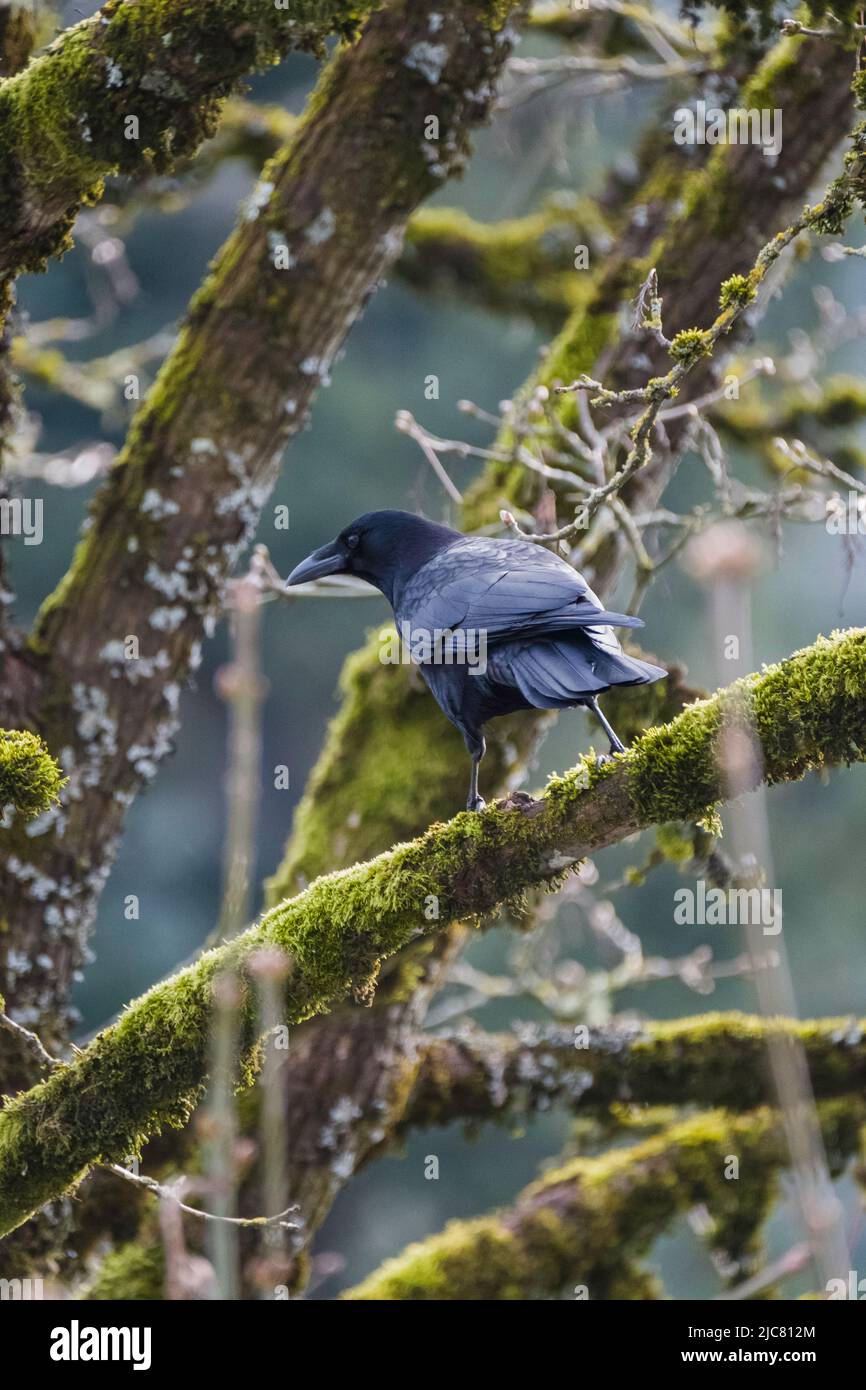 Crow in maple tree Stock Photo - Alamy