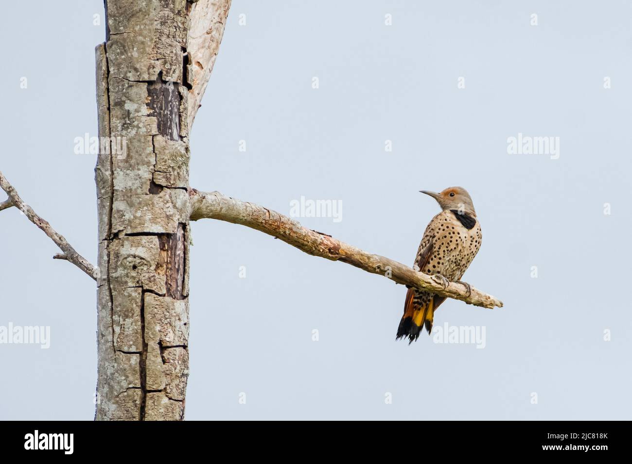 Northern flicker feeding hi-res stock photography and images - Alamy