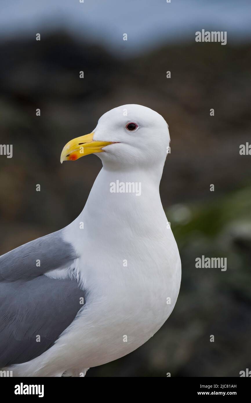 Gull eye hi-res stock photography and images - Alamy