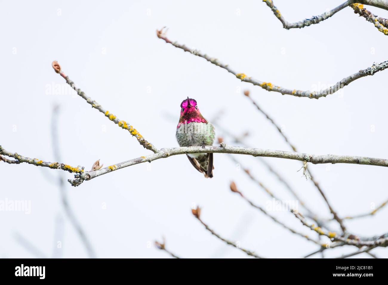 Pink hummingbird hi-res stock photography and images - Alamy