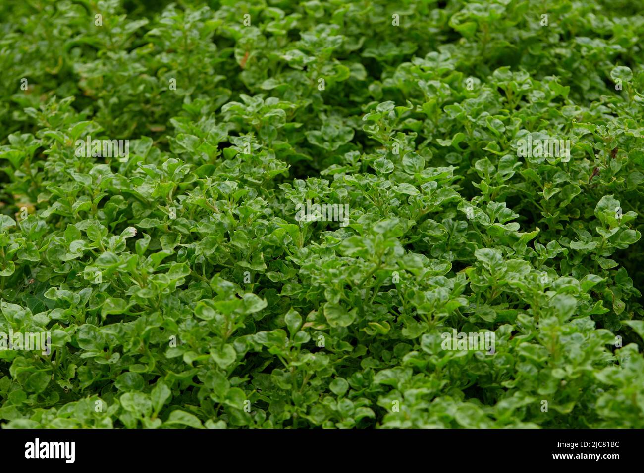 Green watercress in vegetable garden Stock Photo - Alamy