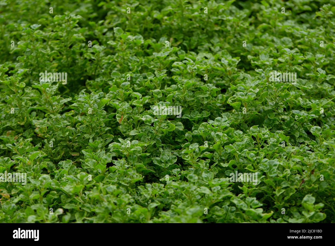 Watercress growing in vegetable hi-res stock photography and images - Alamy