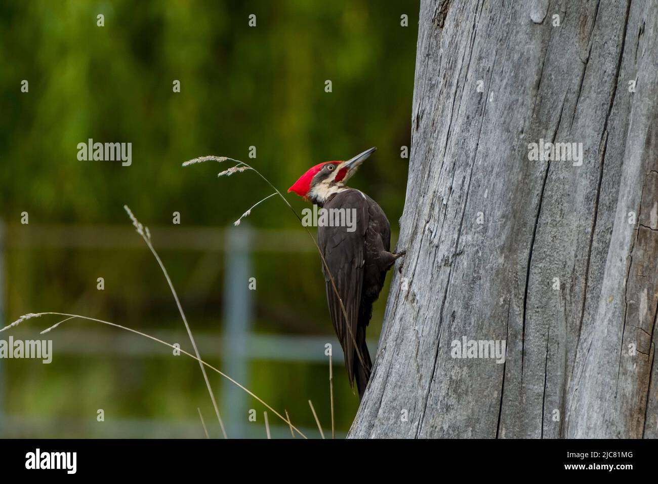 Woodpecker feet hi-res stock photography and images - Alamy