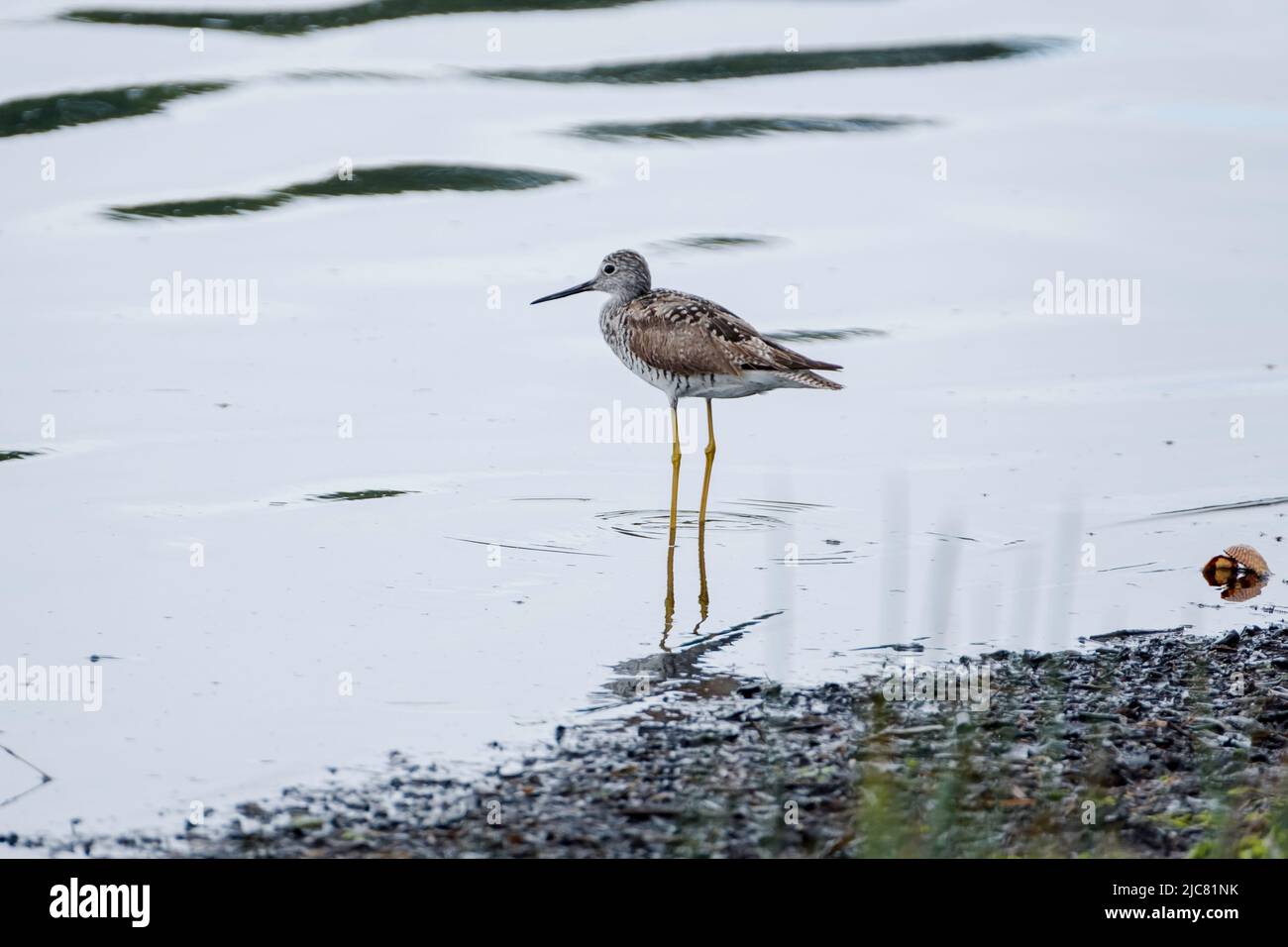 Skinny bird legs hi-res stock photography and images - Alamy
