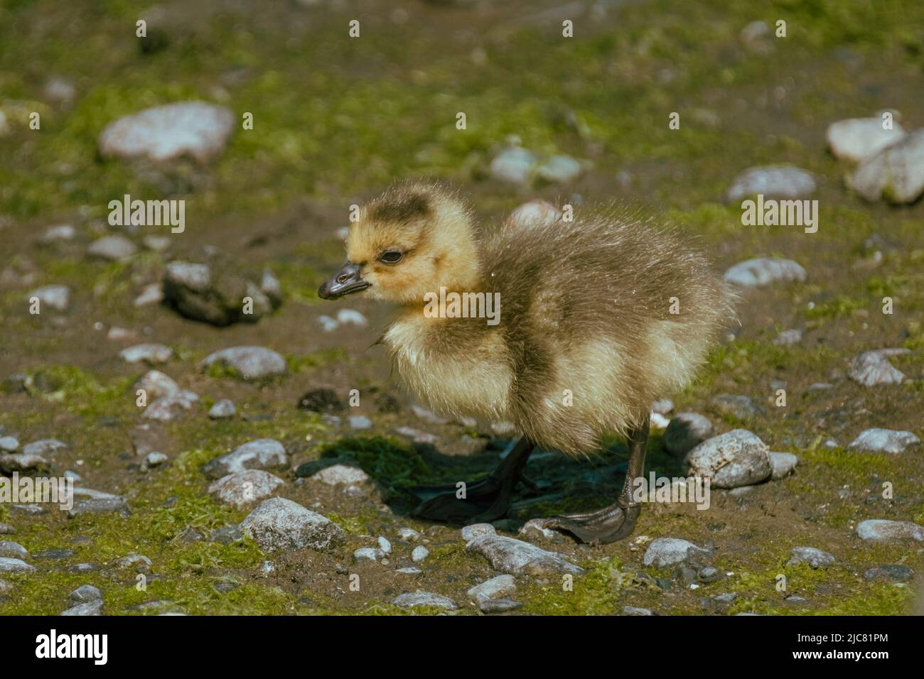 Little gosling hi-res stock photography and images - Alamy