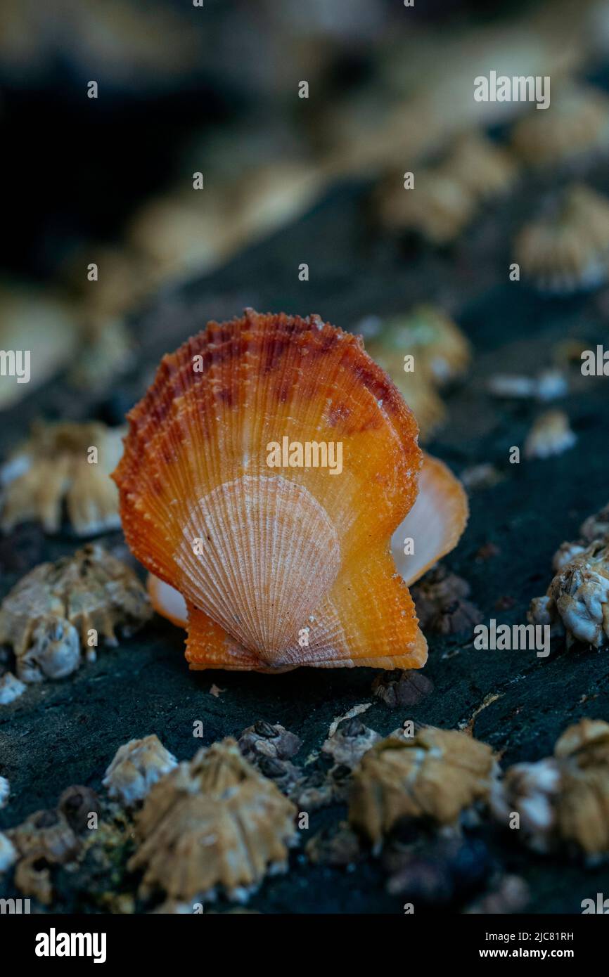Scallop open hi-res stock photography and images - Alamy