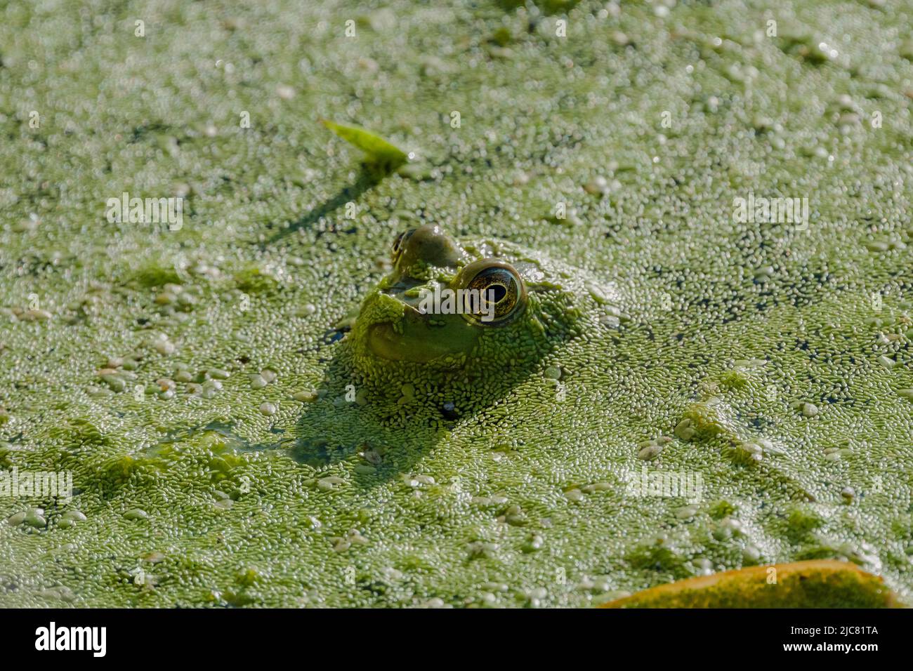 American bullfrog underwater hi-res stock photography and images - Alamy
