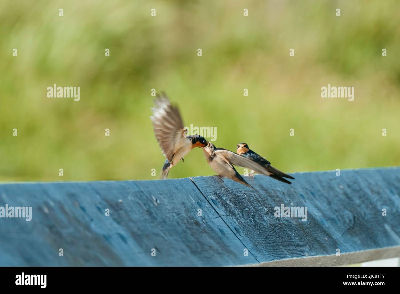 Barn swallow open wings hi-res stock photography and images - Alamy