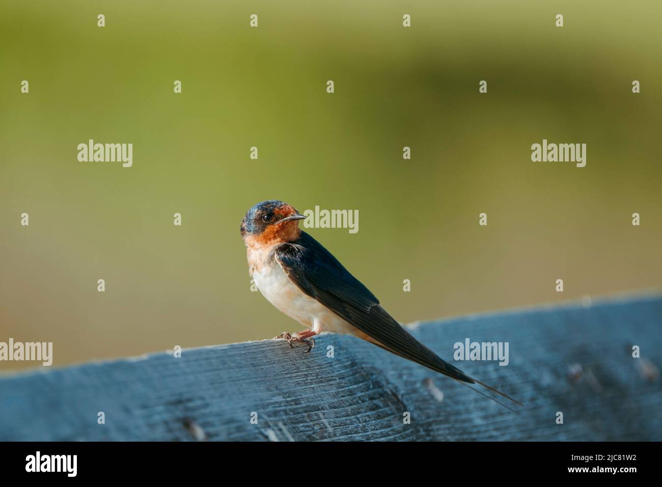 Wood swallow hi-res stock photography and images - Alamy