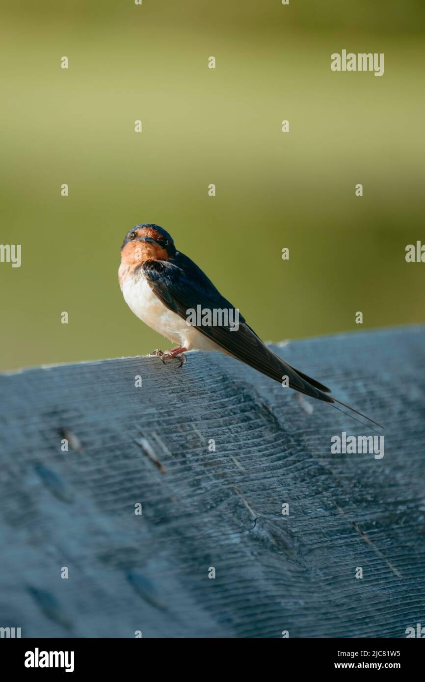 Barn swallow wings hi-res stock photography and images - Alamy