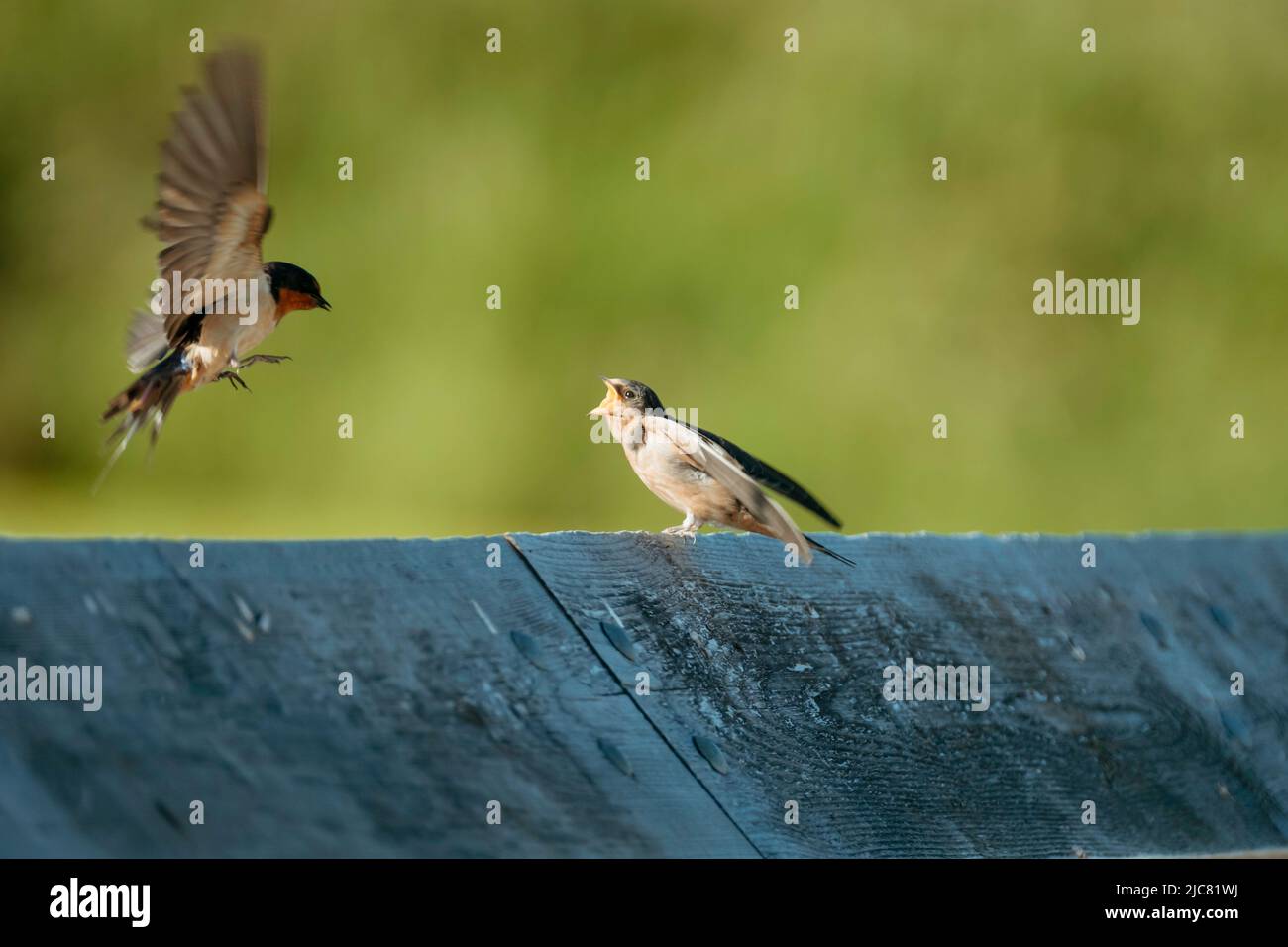 Barn swallow open wings hi-res stock photography and images - Alamy