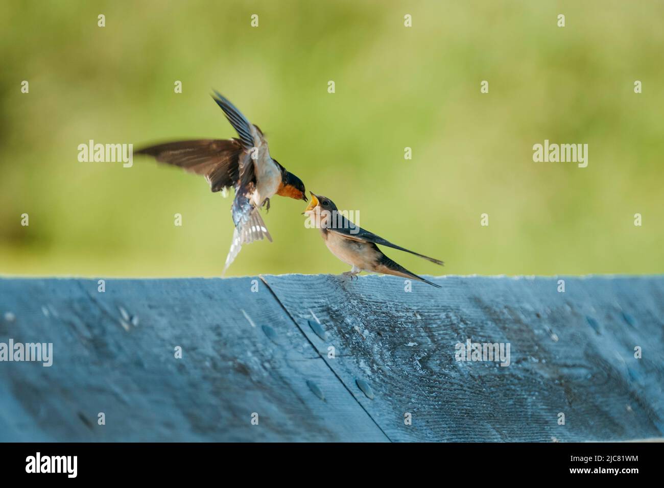 Barn swallow open beak hi-res stock photography and images - Alamy