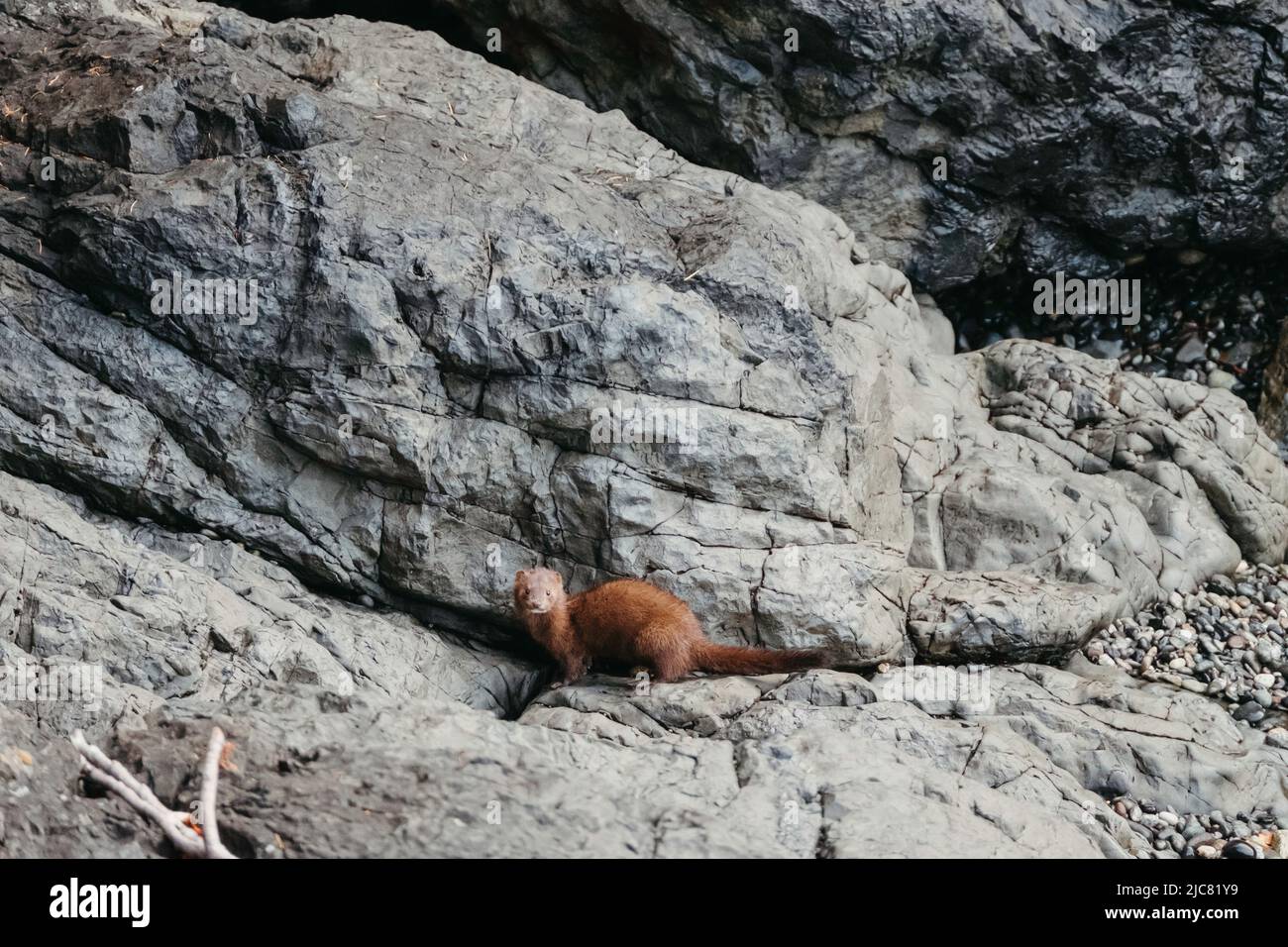 Mink hunting hi-res stock photography and images - Alamy