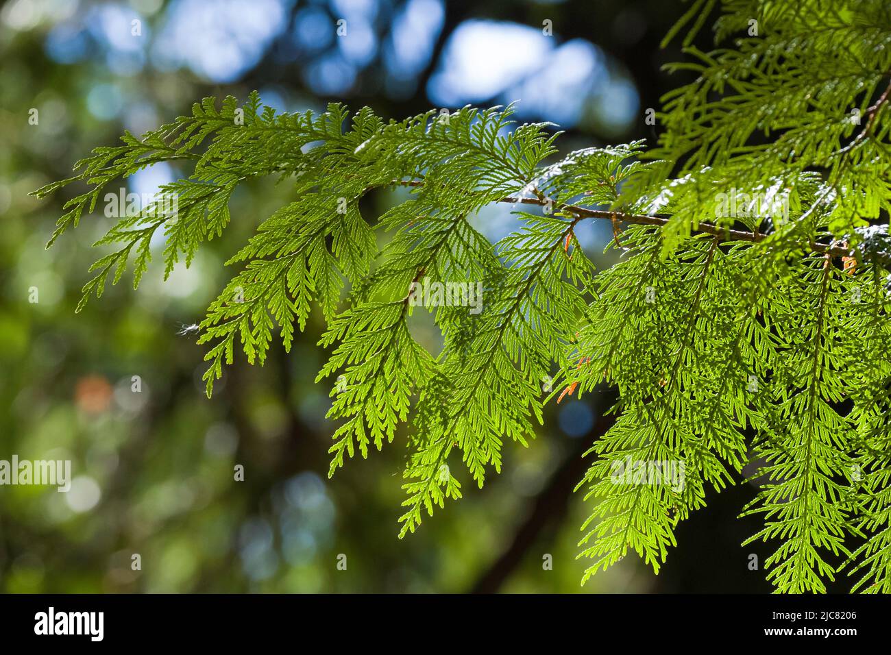 The bough hi-res stock photography and images - Alamy