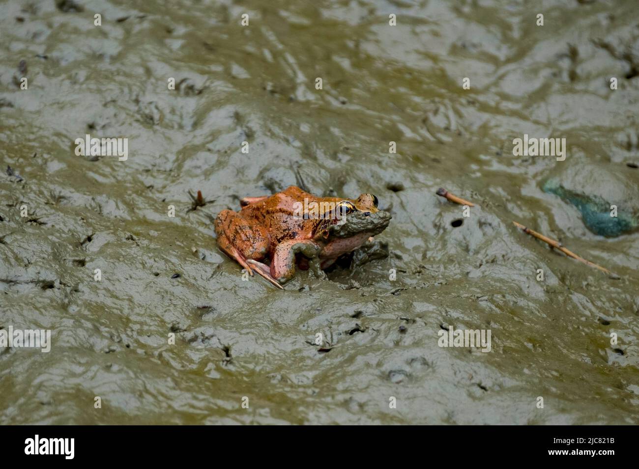 Northern red-legged frog Stock Photo - Alamy