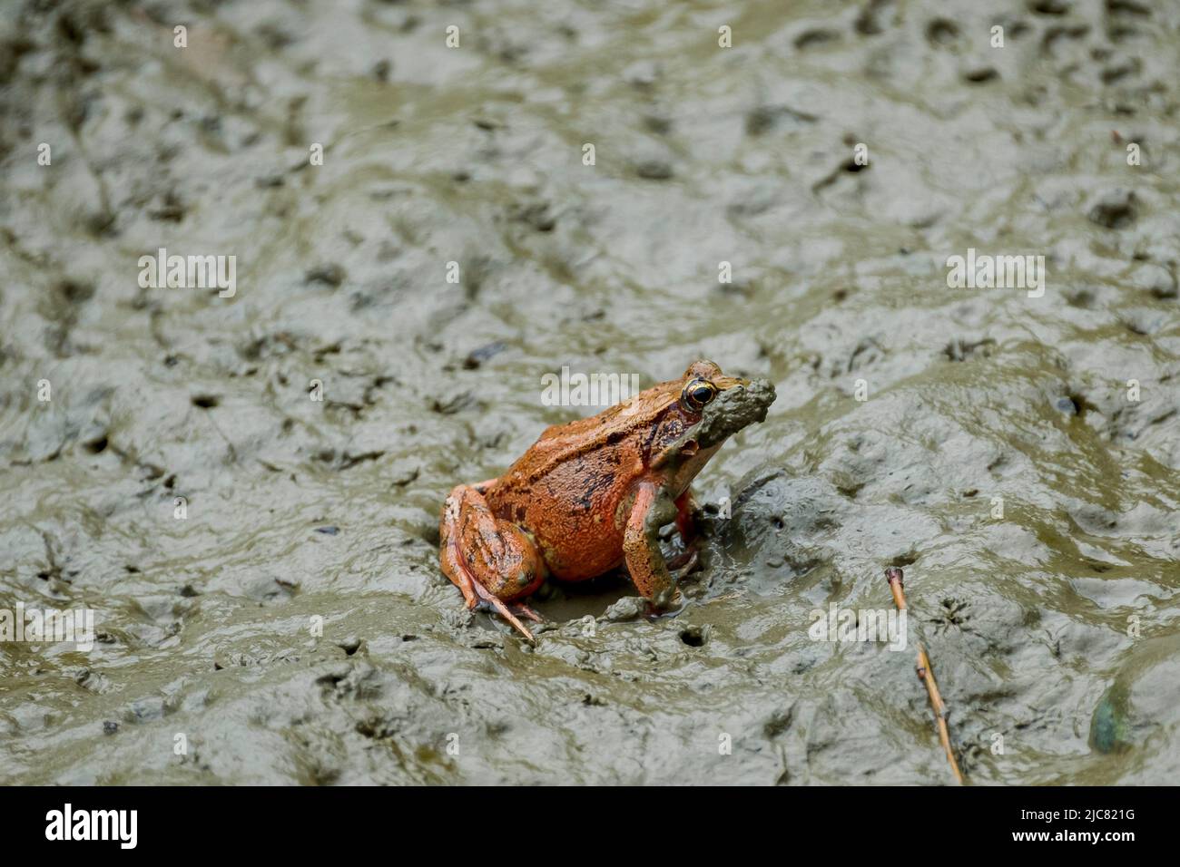 Northern red-legged frog Stock Photo - Alamy