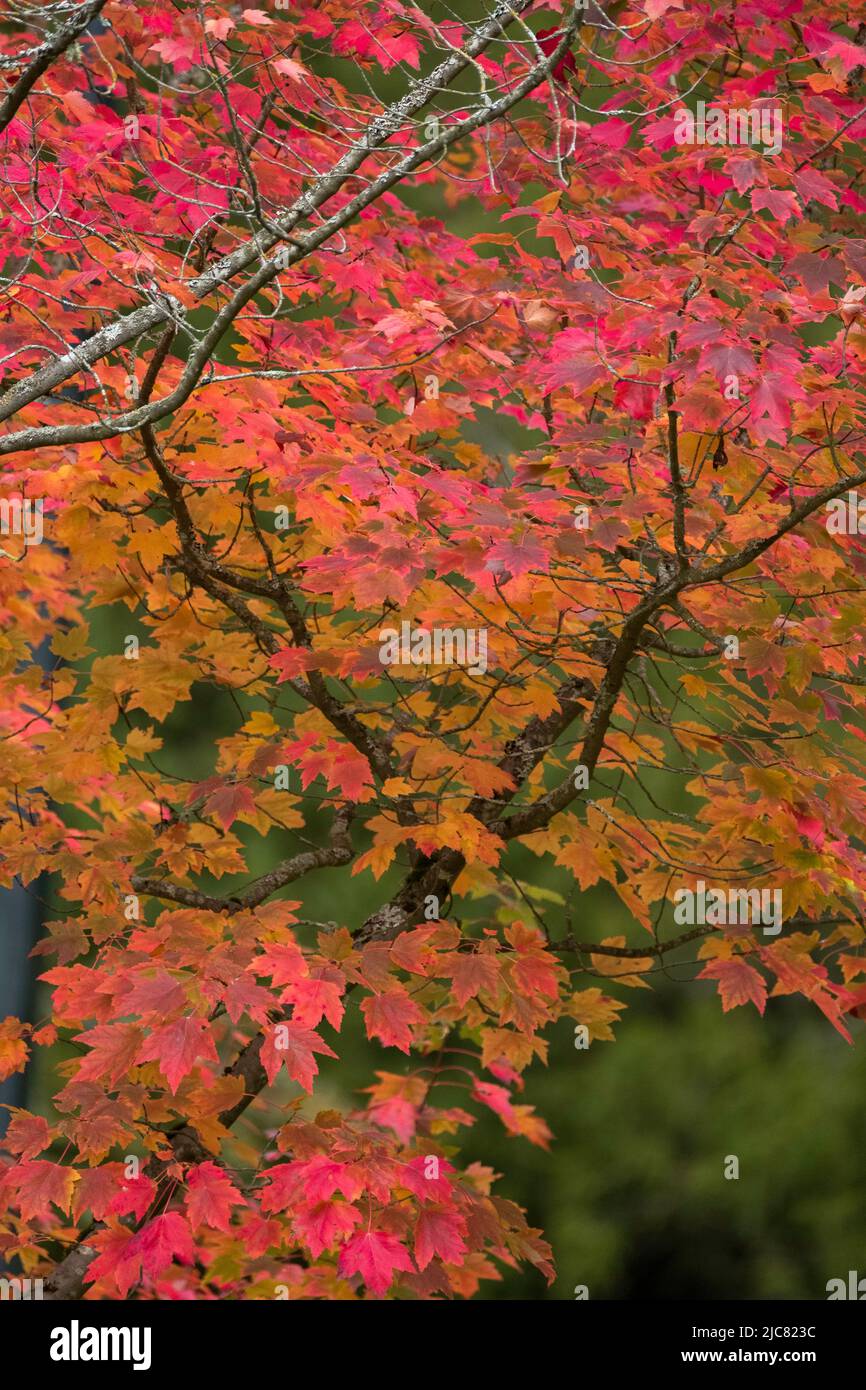 Anthocyanin colour hi-res stock photography and images - Alamy