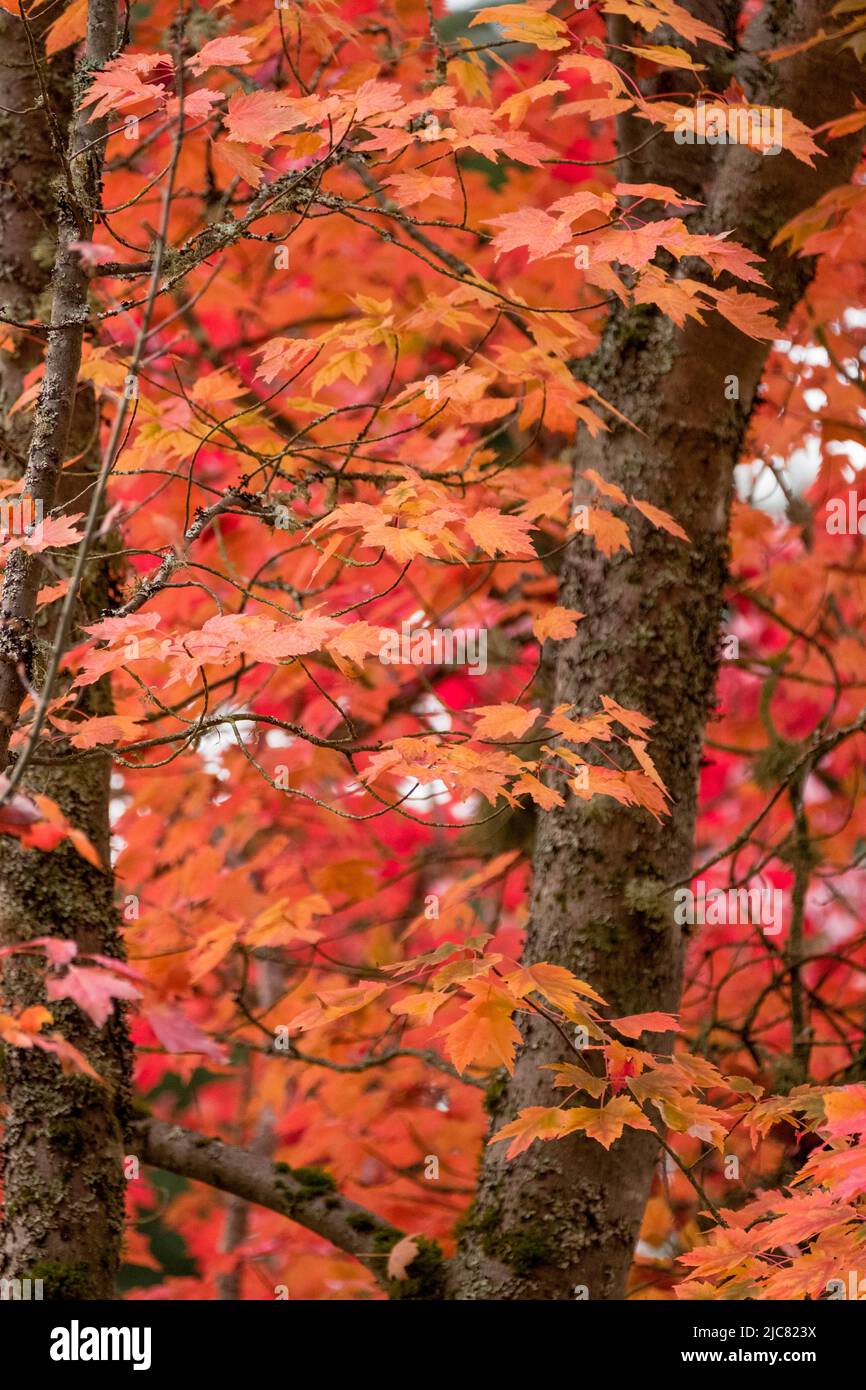 Colourfull maple tree Stock Photo - Alamy