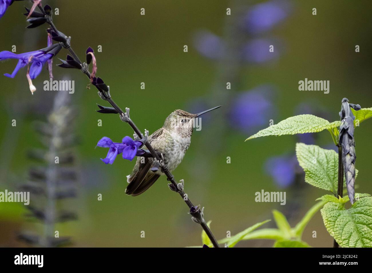 Cute hummingbird hi-res stock photography and images - Alamy